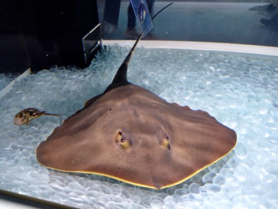 アカエイの生態を解説！寿命や天敵についてなど詳しく紹介！ | 生き物ネット