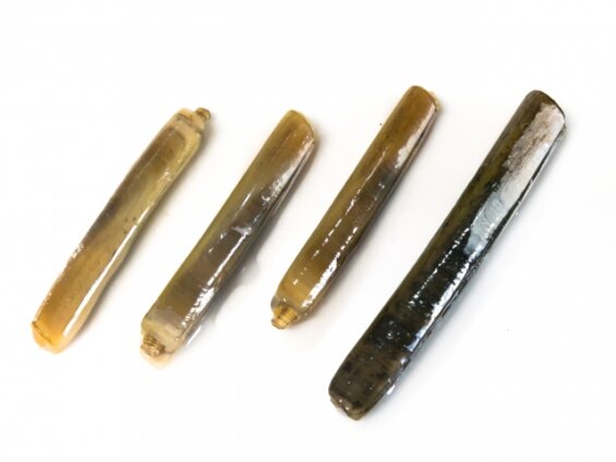 マテガイの生態を解説！名前の由来や採集方法など詳しく紹介！ | 生き物ネット