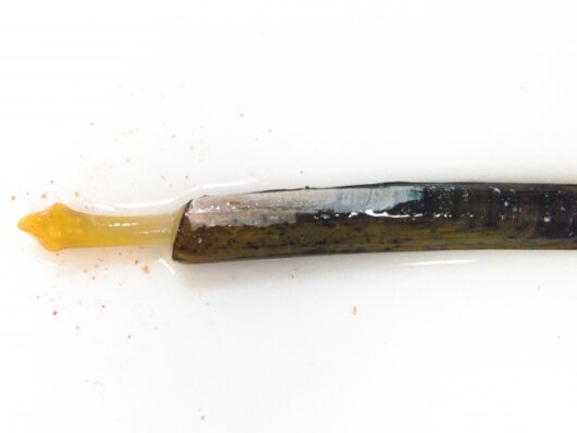 マテガイの生態を解説！名前の由来や採集方法など詳しく紹介！ | 生き物ネット